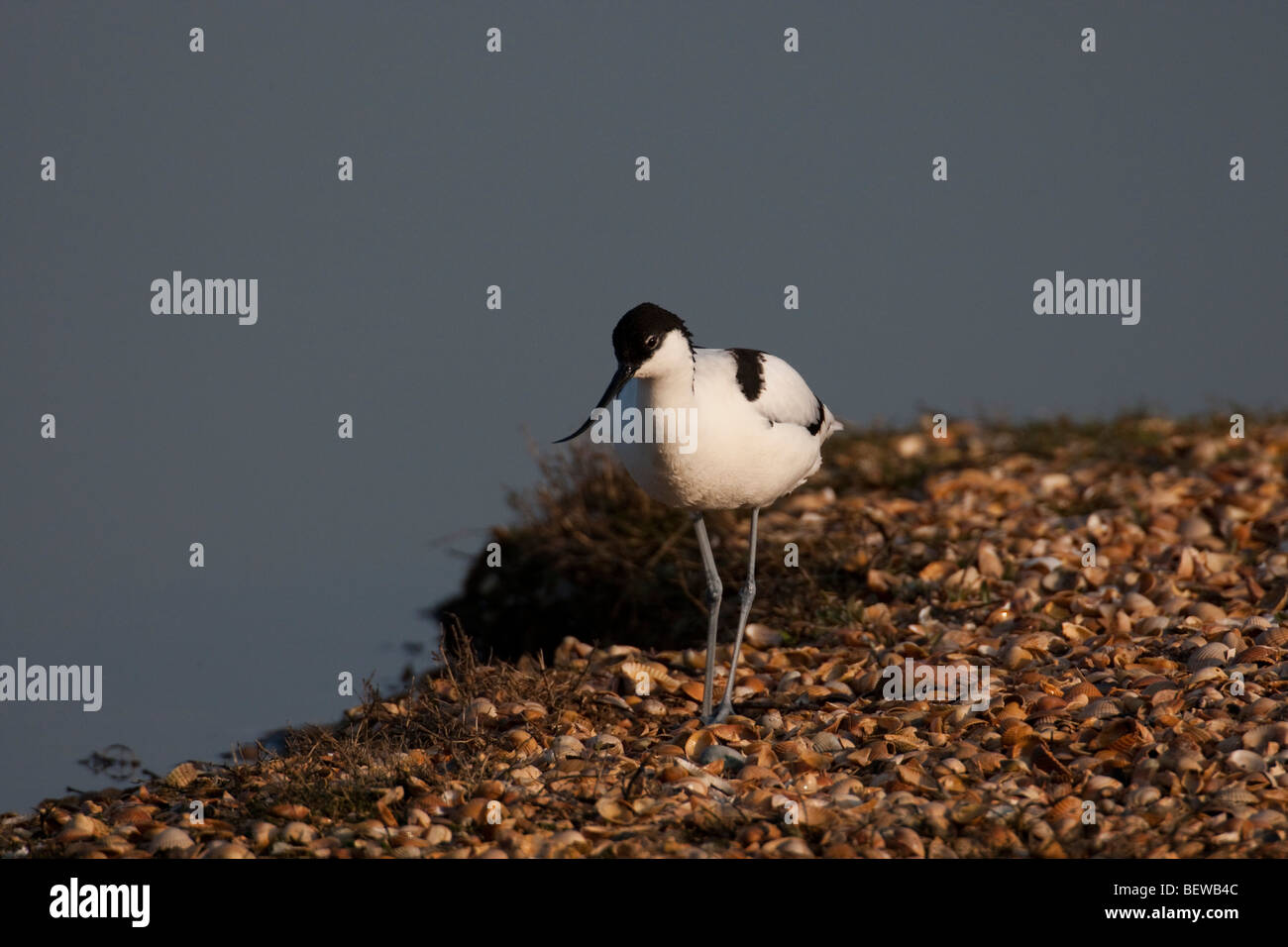 Avocet geography hi-res stock photography and images - Alamy