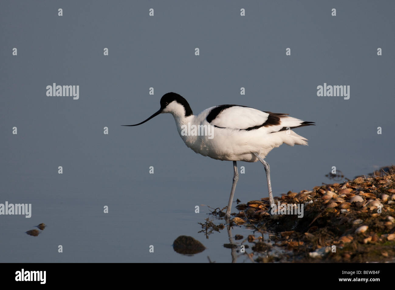 Avocet geography hi-res stock photography and images - Alamy