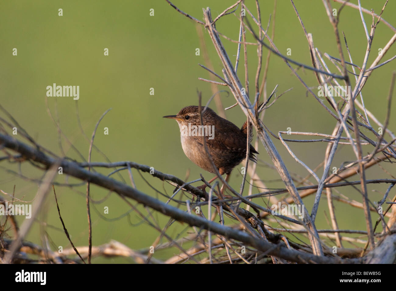 Troglodytes troglodytes, full shot Stock Photo - Alamy