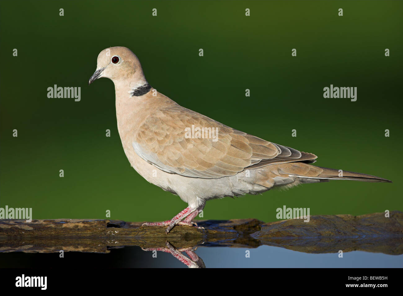 Eurasian Collared-Dove (Streptopelia decaocto) at watering place, side ...