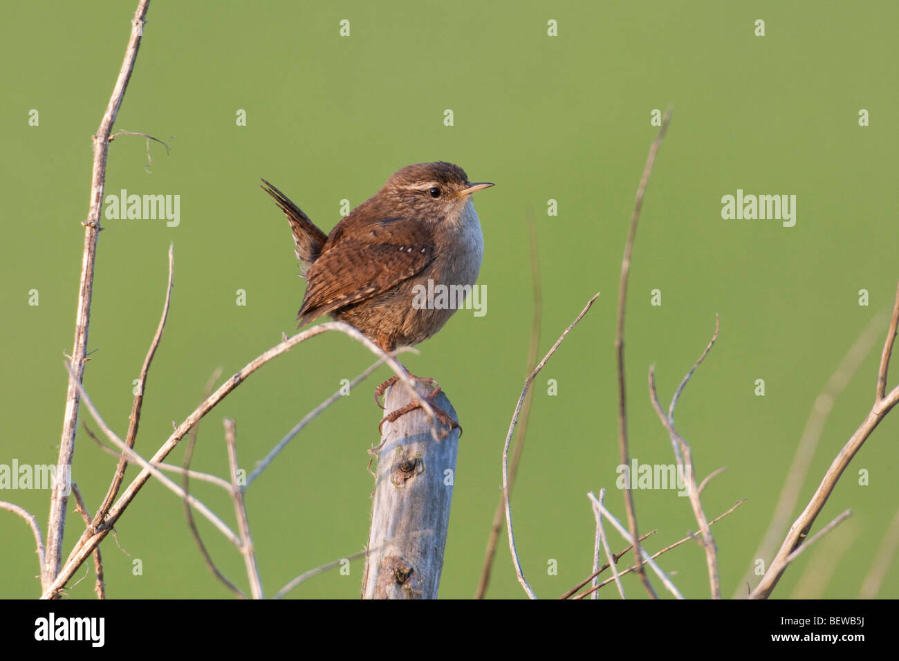 Troglodytes troglodytes, full shot Stock Photo - Alamy