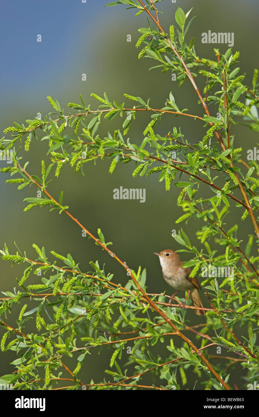 Common nightingale hi-res stock photography and images - Alamy