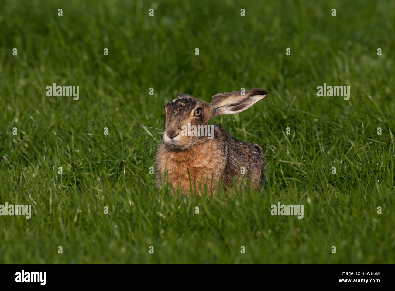 field hare, Lepus capensis, full shot Stock Photo - Alamy