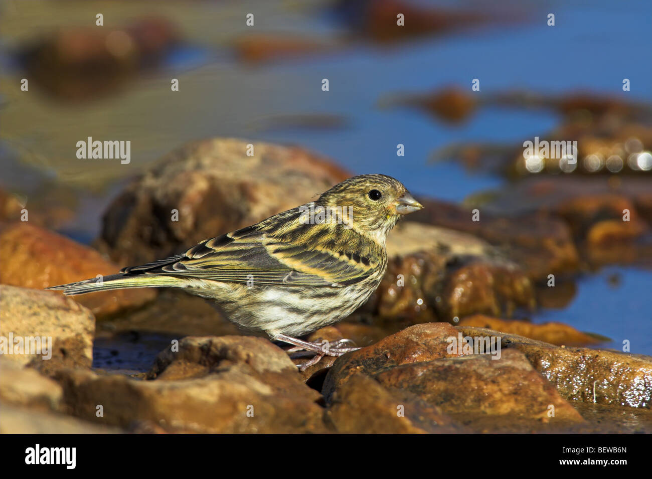 European Serin (Serinus serinus) sitting on waterside stones, side view ...