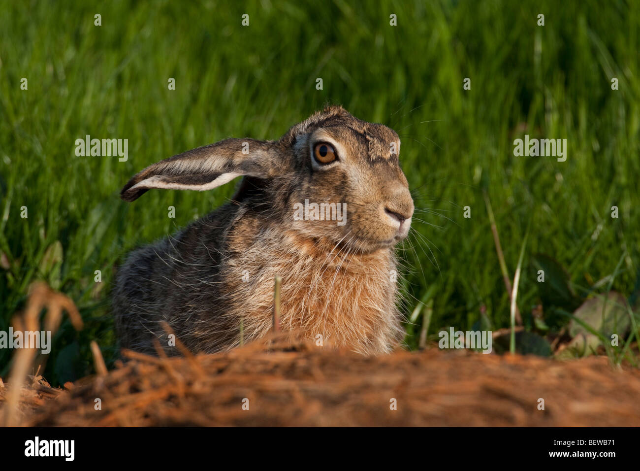 field hare, Lepus capensis, portrait Stock Photo - Alamy