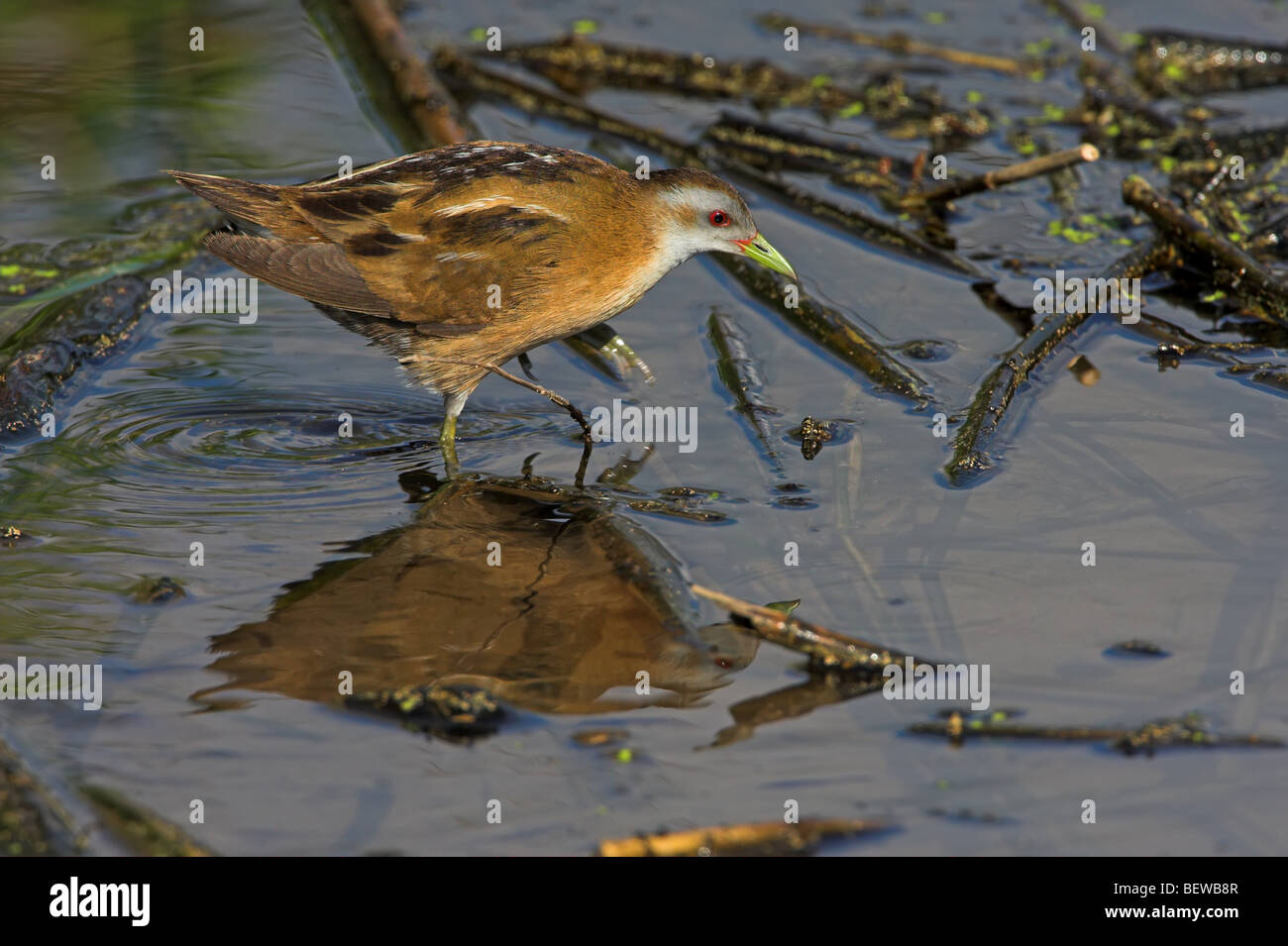 Little Crake (Porzana parva) standing in shallow water, side view Stock ...