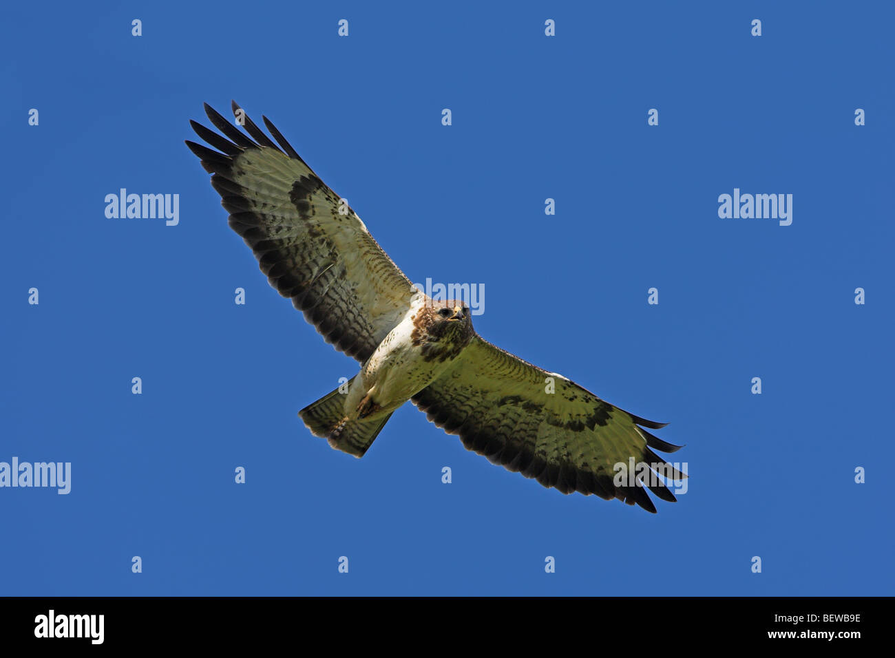 Buzzard image hi-res stock photography and images - Alamy