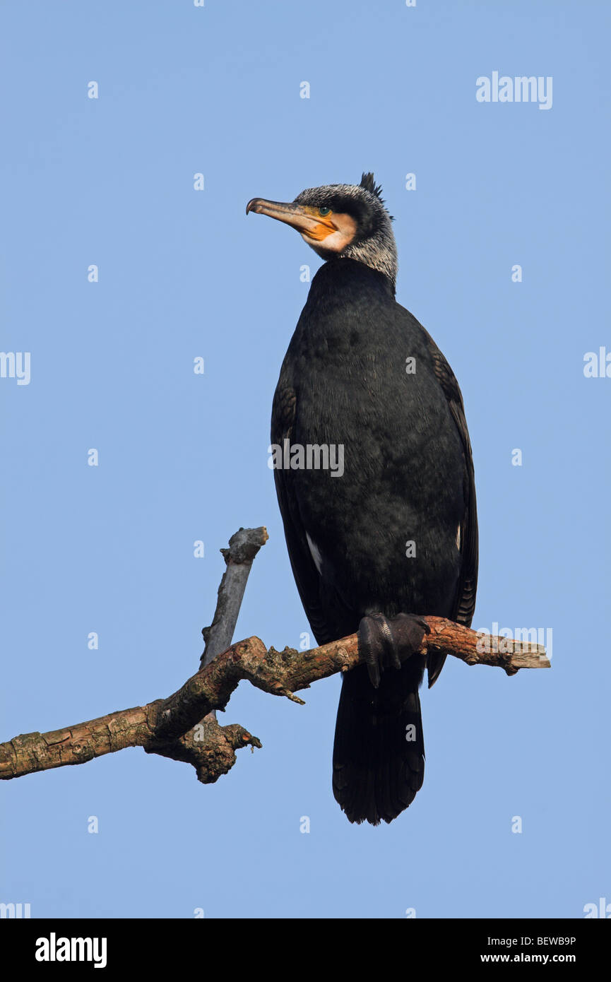 Cormorant tree hi-res stock photography and images - Alamy