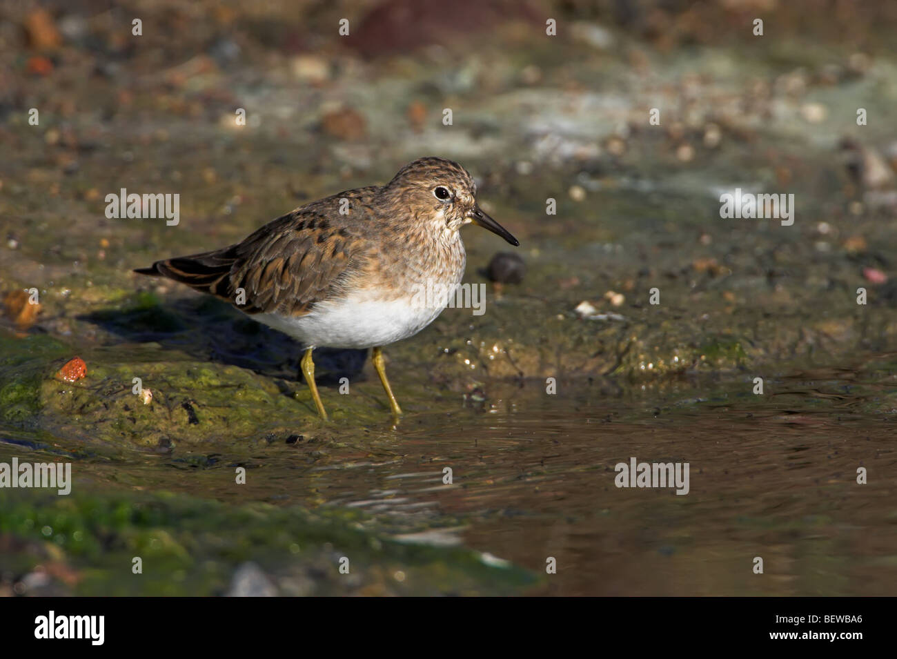 Temminckii hi-res stock photography and images - Alamy