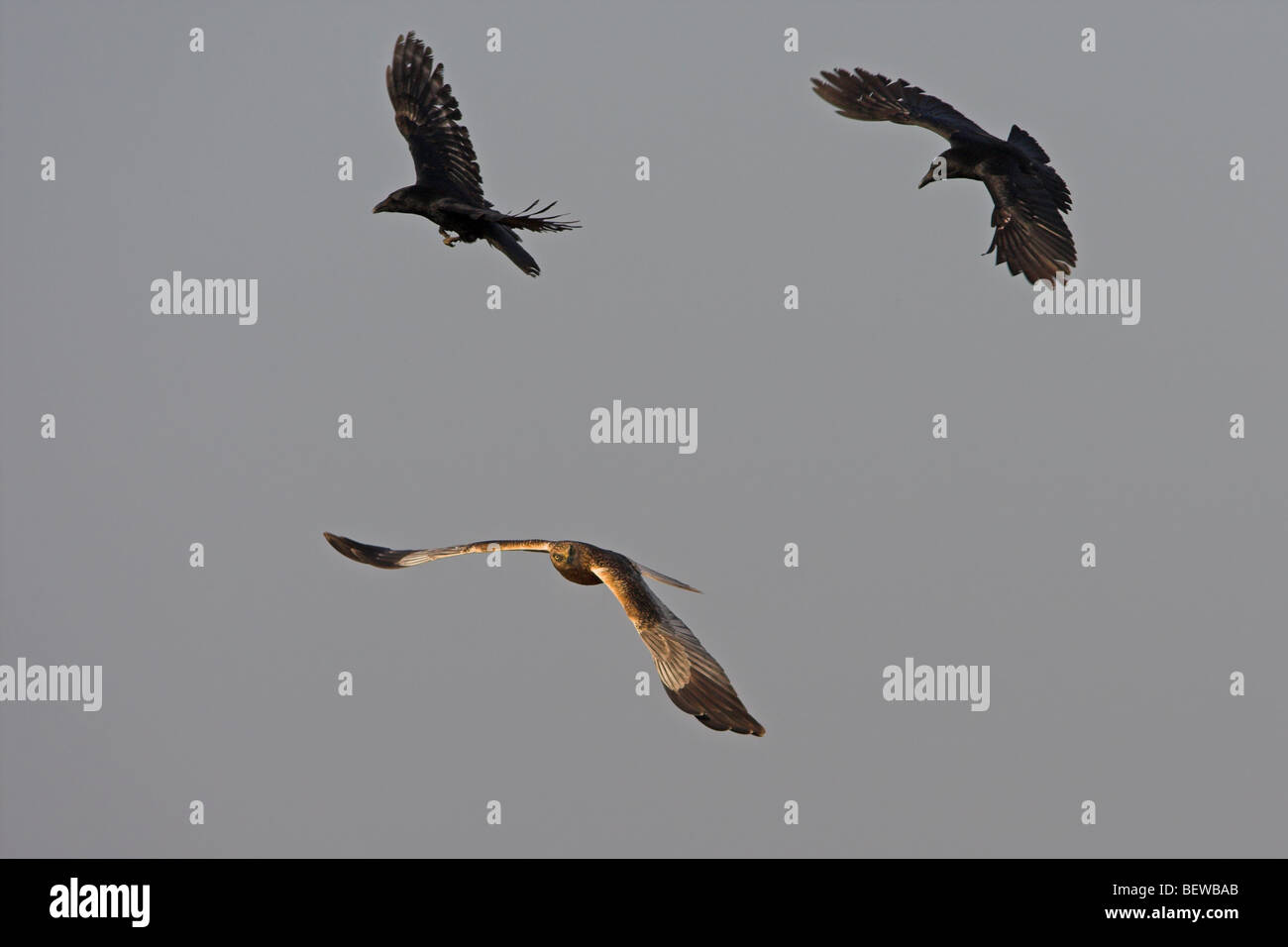 Two Carrion Crows (Corvus corone) attacking Western Marsh Harrier ...