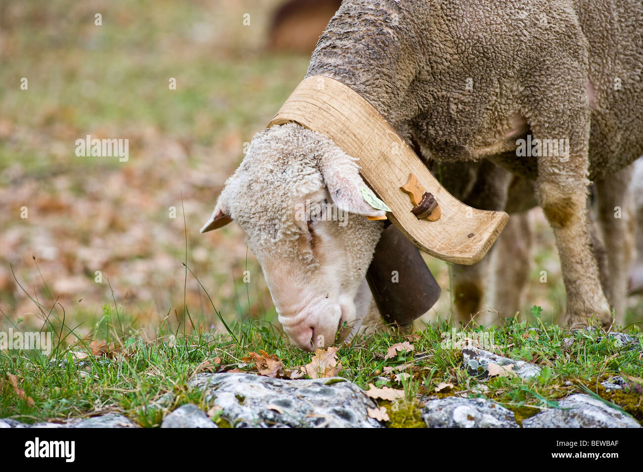 Sheep animal cowbell hi-res stock photography and images - Alamy