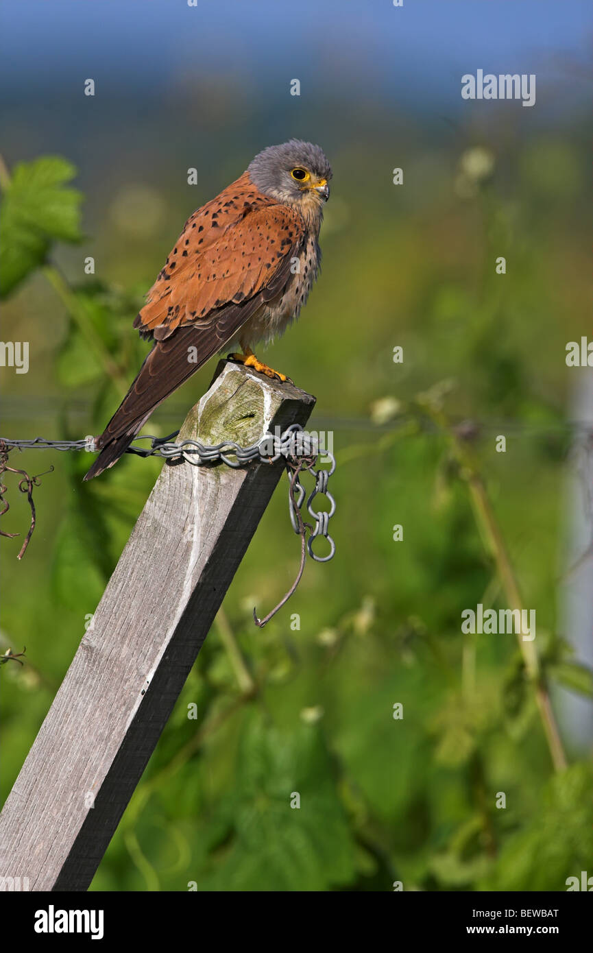 Common Kestrel (Falco tinnunculus) sitting on slant fencepost, side ...