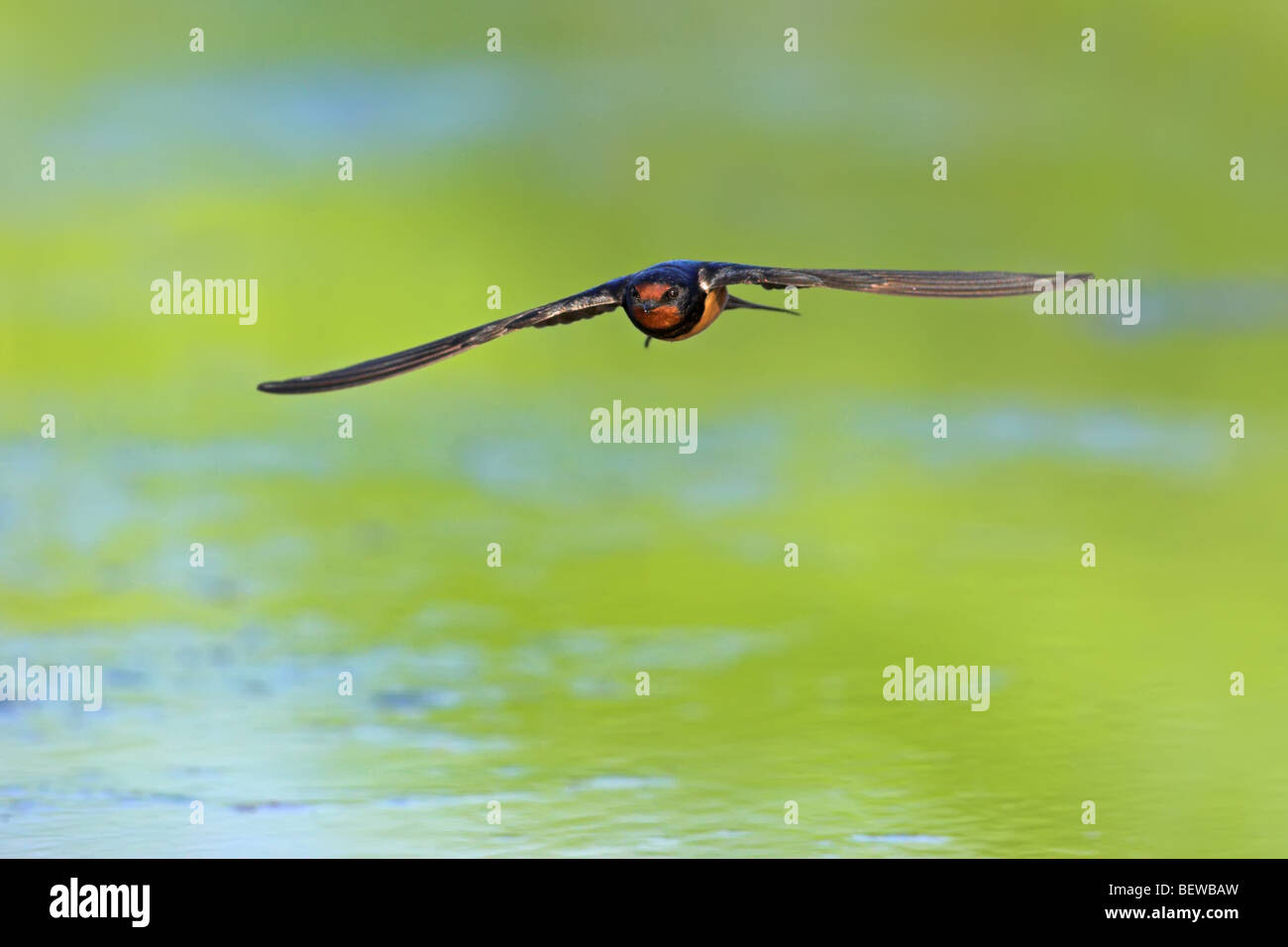 Barn swallow flight hi-res stock photography and images - Alamy