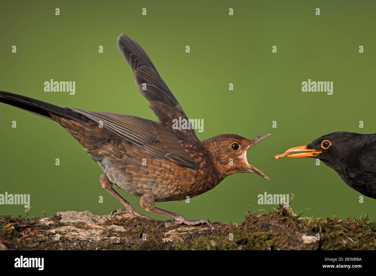 Fledgling blackbird hi-res stock photography and images - Alamy