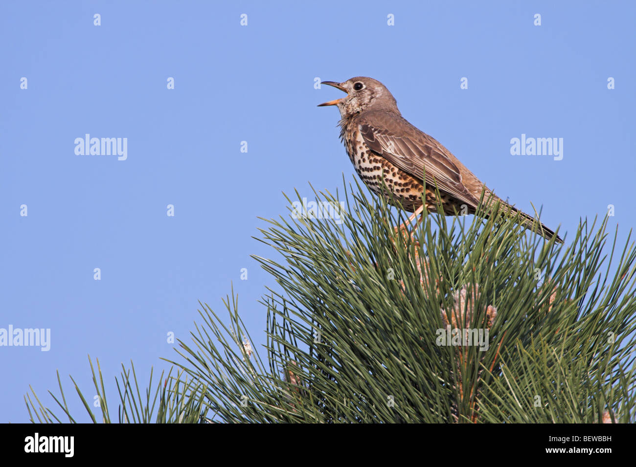 Mistle Thrush (Turdus viscivorus) sitting on pine tree, side view Stock ...