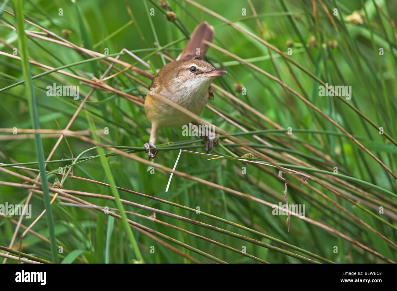 Acrocephalidae botany hi-res stock photography and images - Alamy