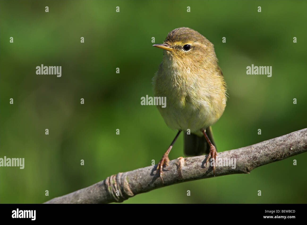 Chiffchaff (Phylloscopus collybita) sitting on branch, close-up Stock Photo - Alamy