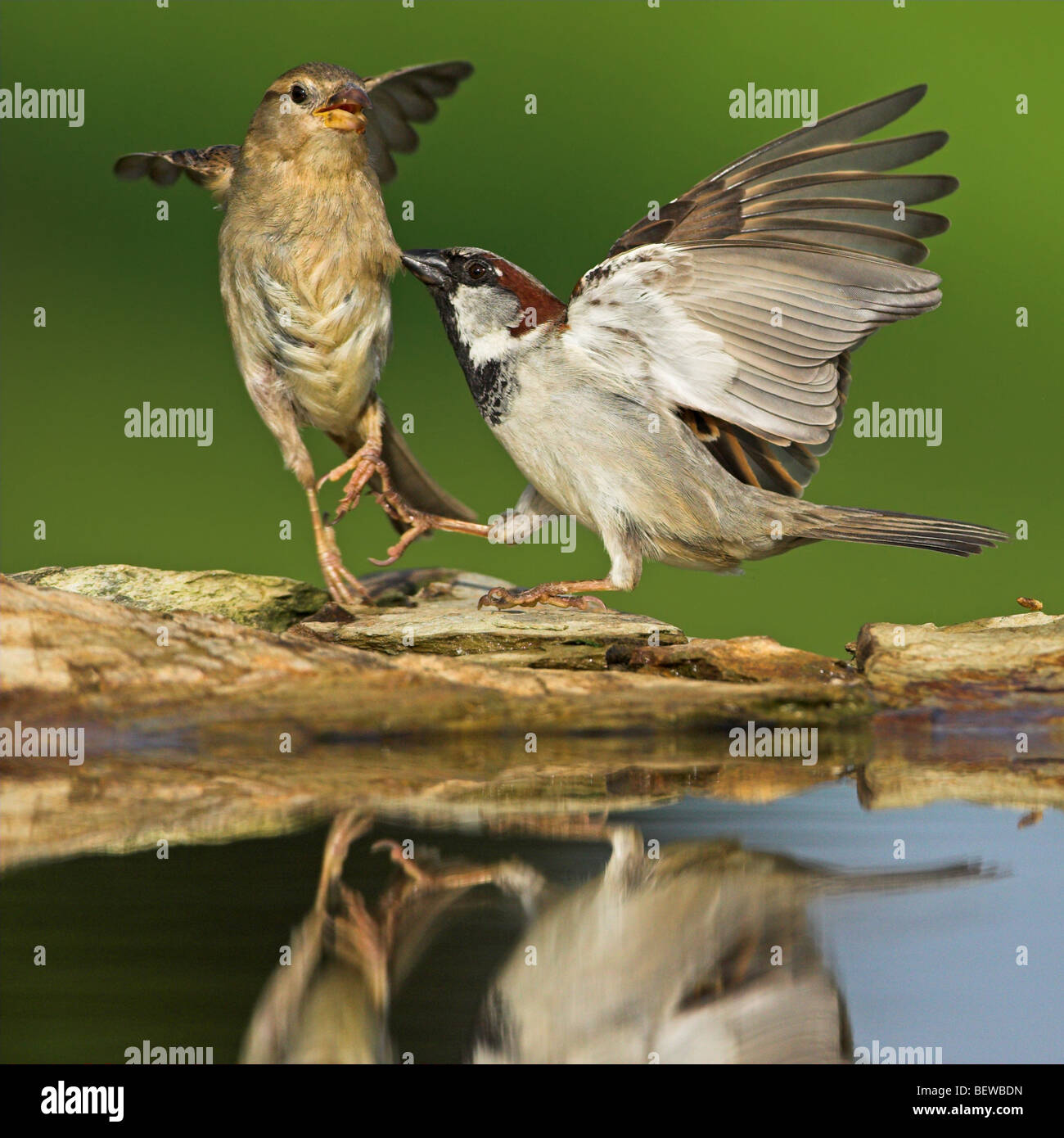 Two House Sparrows (Passer domesticus) playing at the edge of a puddle ...