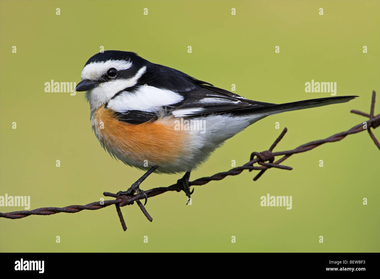 Masked Shrike (Lanius nubicus) sitting on barbed wire, close-up Stock ...