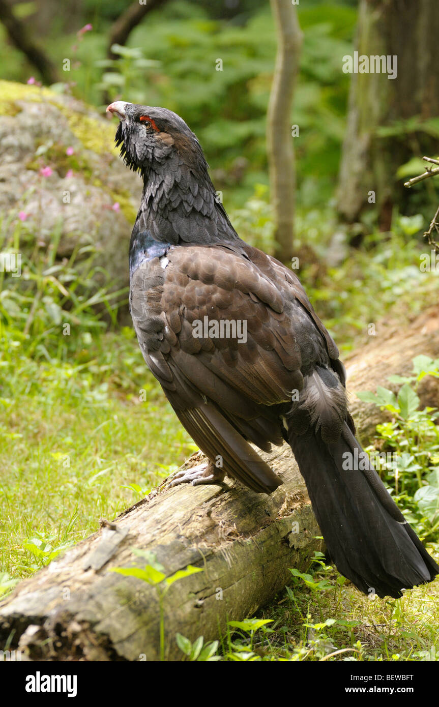 Wood great grouse hi-res stock photography and images - Alamy
