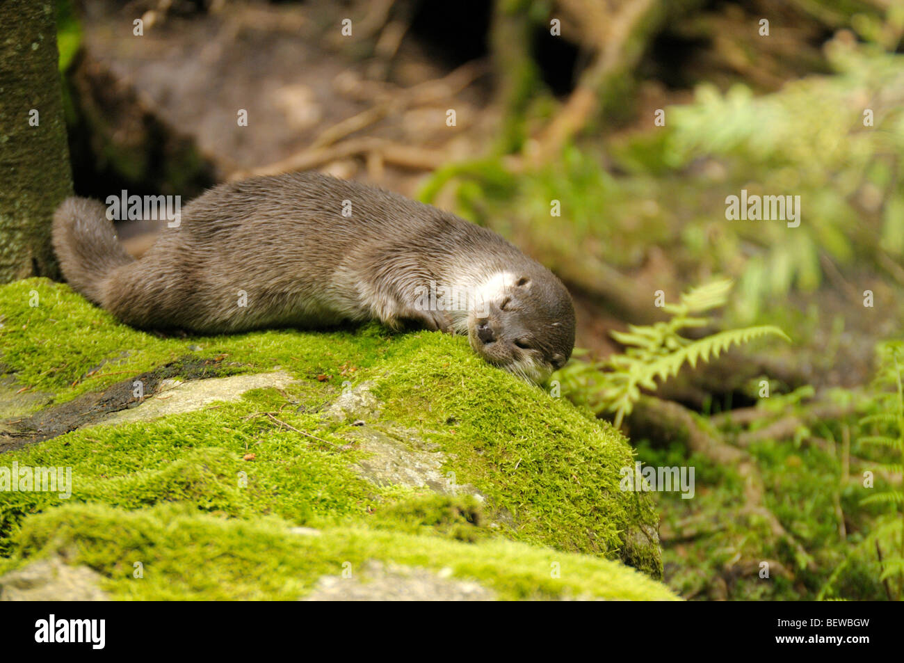 River otter hi-res stock photography and images - Alamy