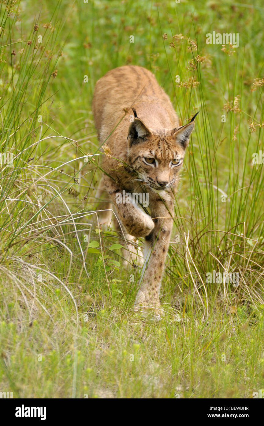 Carpathian lynx hi-res stock photography and images - Alamy