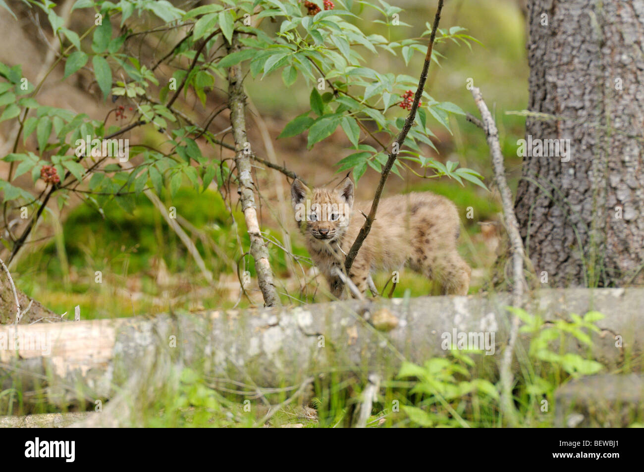 Young lynx on a hi-res stock photography and images - Alamy