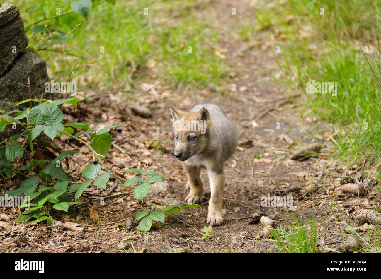 Grey wolf forest cub hi-res stock photography and images - Alamy