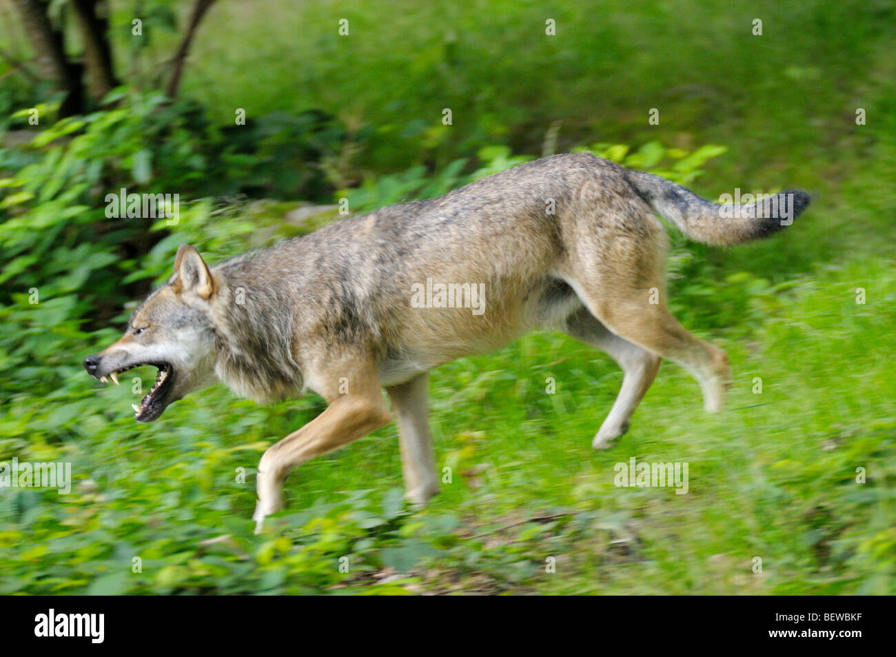 Gray wolf, Canis lupus, Bavarian Forest, Germany Stock Photo - Alamy