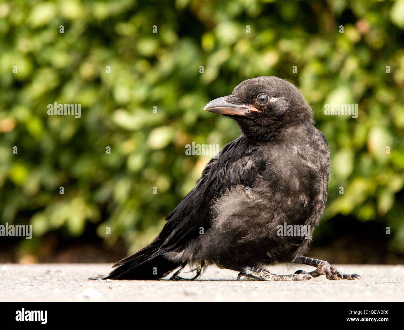 Carrion Crow, Corvus corone, full shot Stock Photo - Alamy