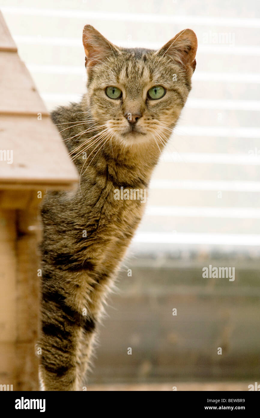 Tabby Cat, portrait Stock Photo - Alamy