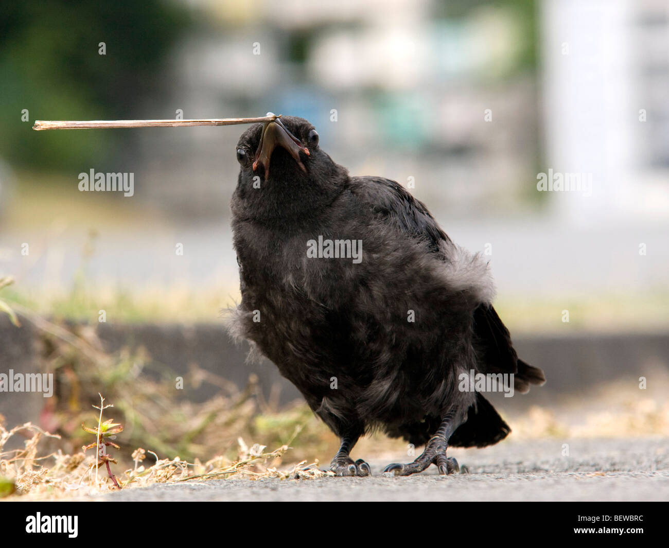 Tame carrion crow hi-res stock photography and images - Alamy