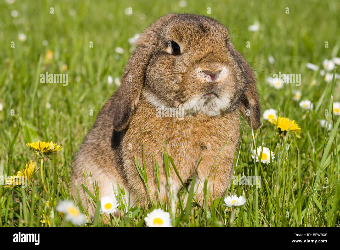 Dunno hi-res stock photography and images - Alamy