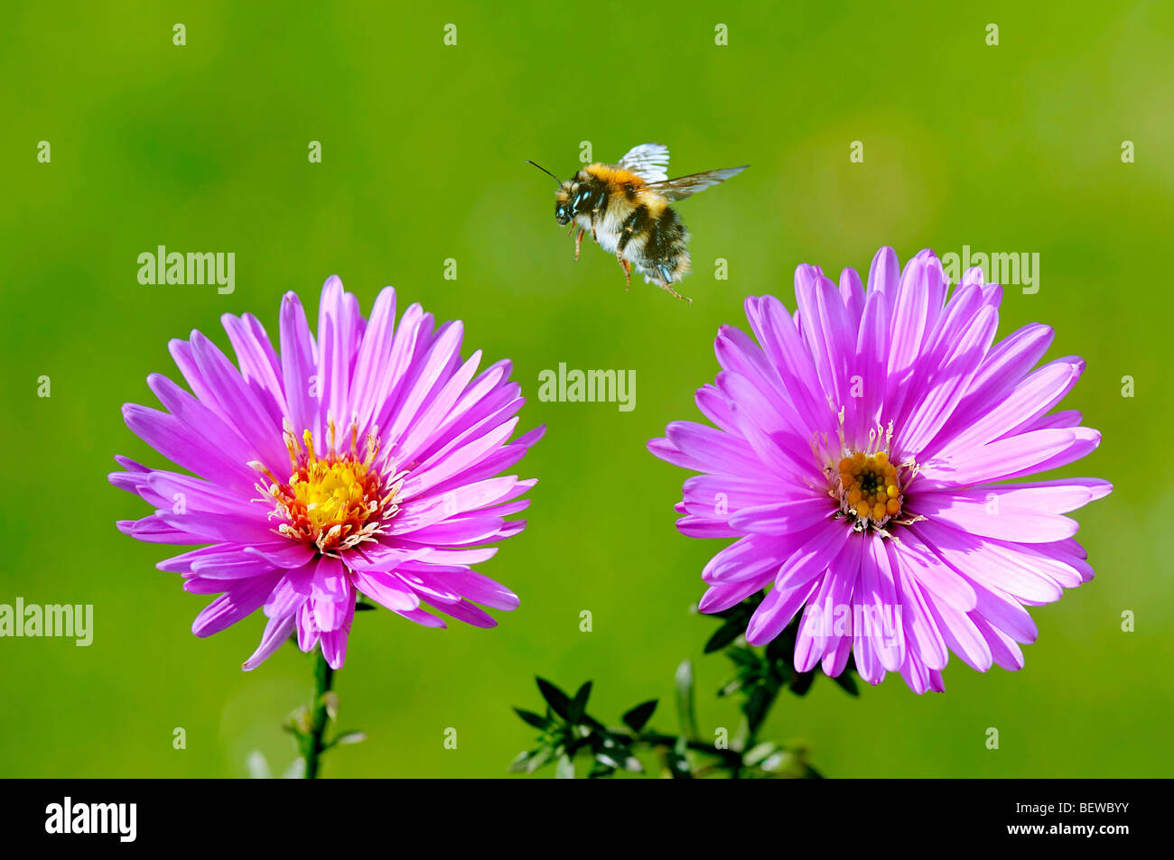 Tree bumblebee (Pyrobombus hypnorum ericetorum) flying between two ...
