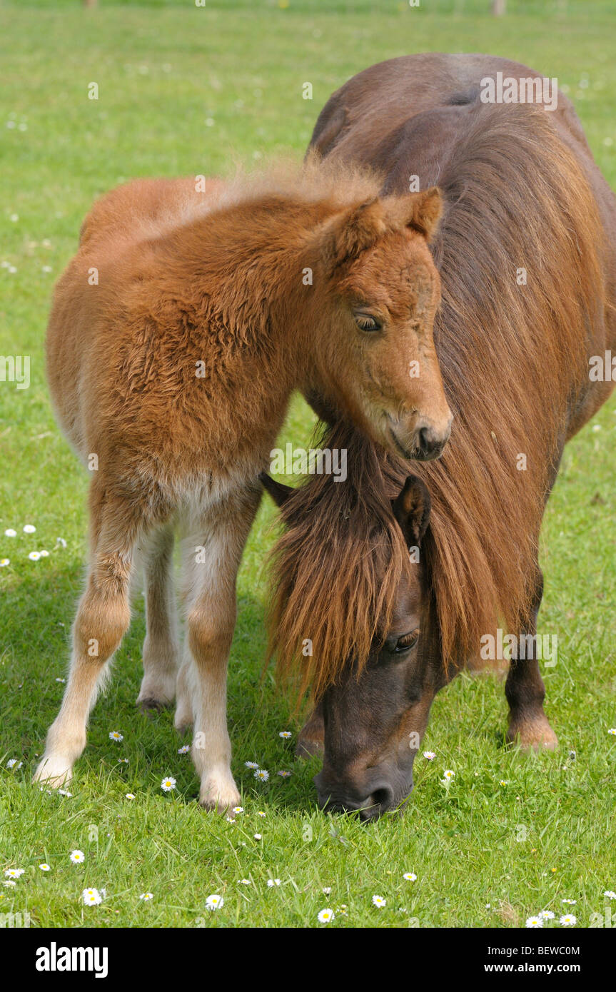 Two Shetland ponies, full shot Stock Photo - Alamy
