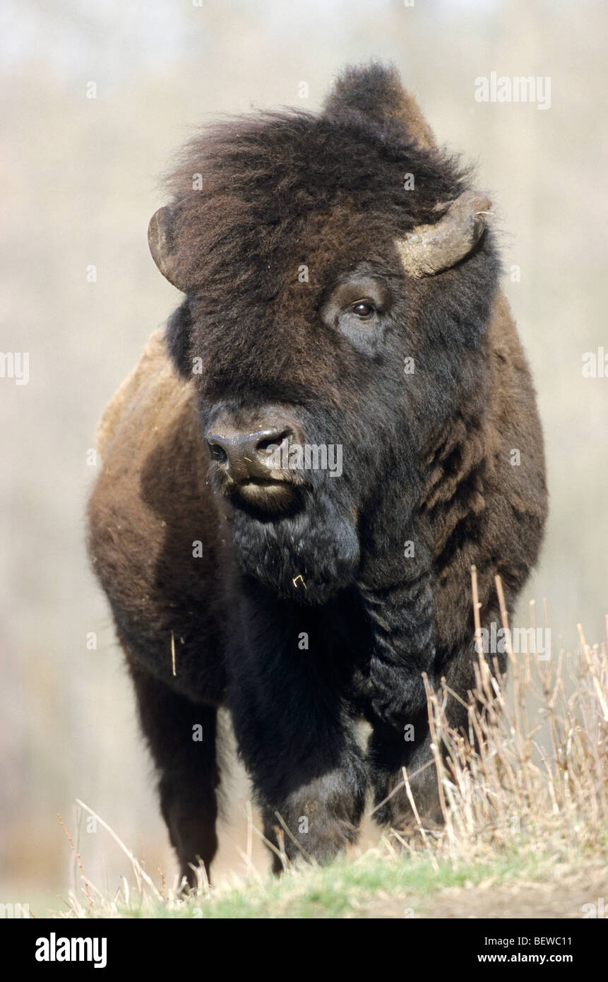 Wood Bison (Bison bison athabascae), Alberta, Canada, front view Stock ...