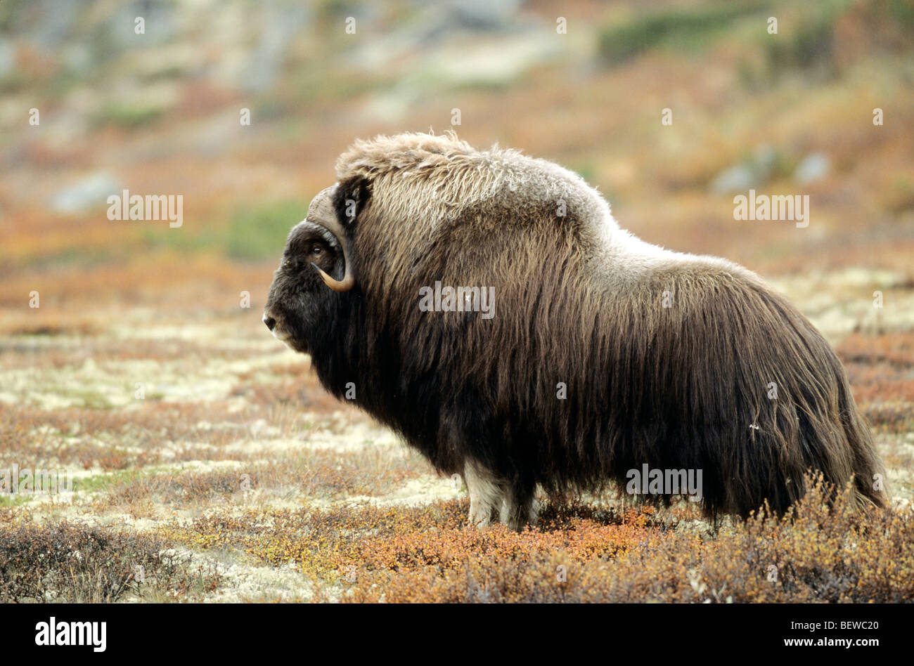 Side view of musk ox hi-res stock photography and images - Alamy
