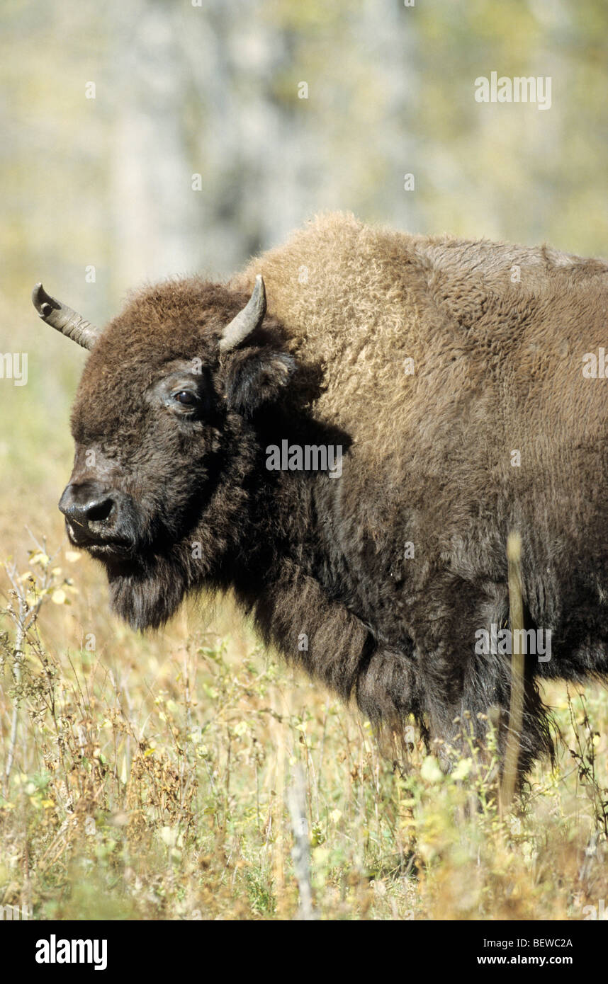 Plains Bison (Bison bison bison), Alberta, Canada, side view Stock ...