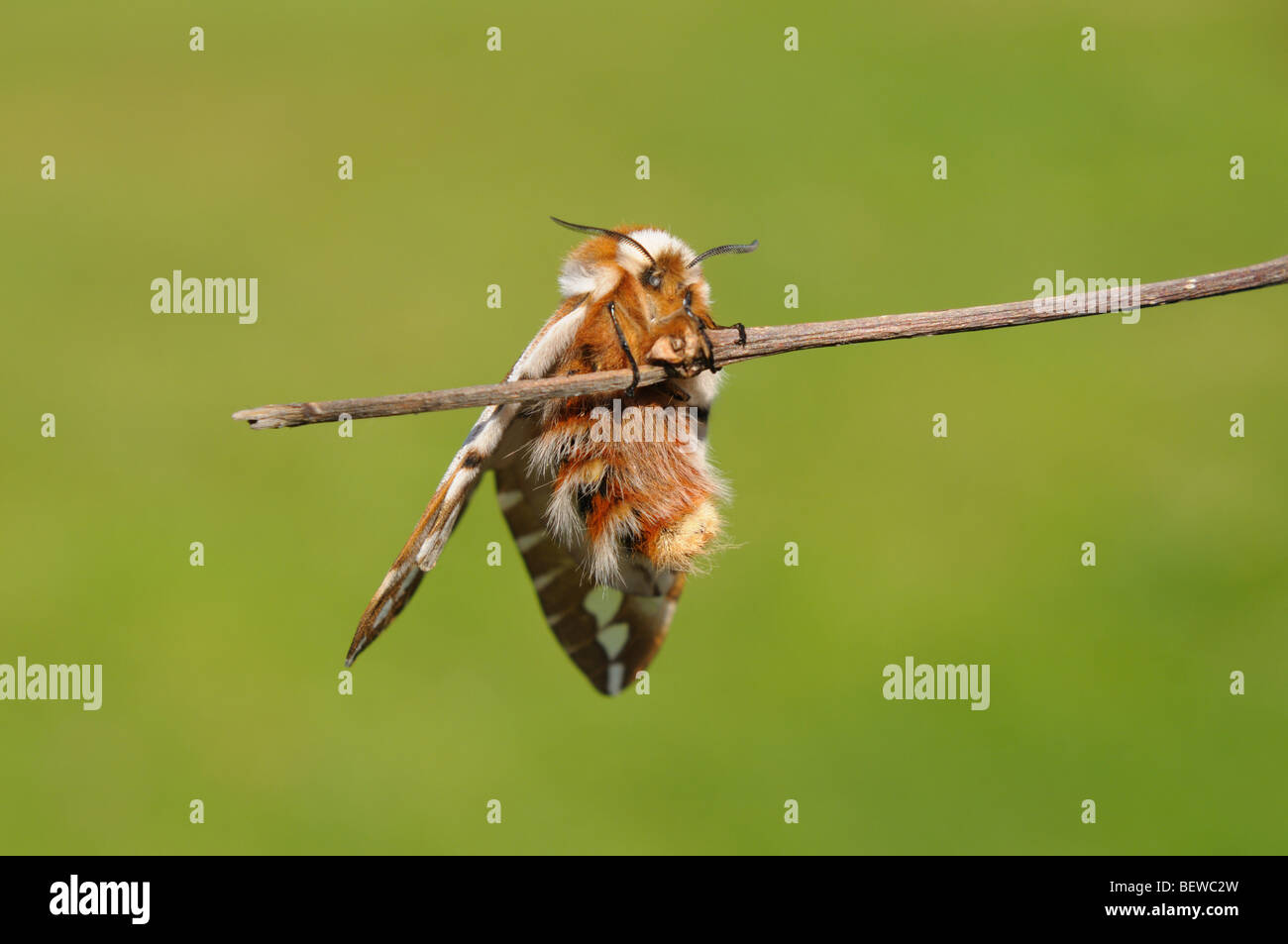 Endromidae hanging at a twig, full shot Stock Photo - Alamy