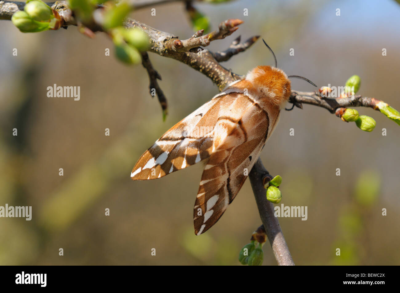 Endromidae hanging at a twig, full shot Stock Photo - Alamy