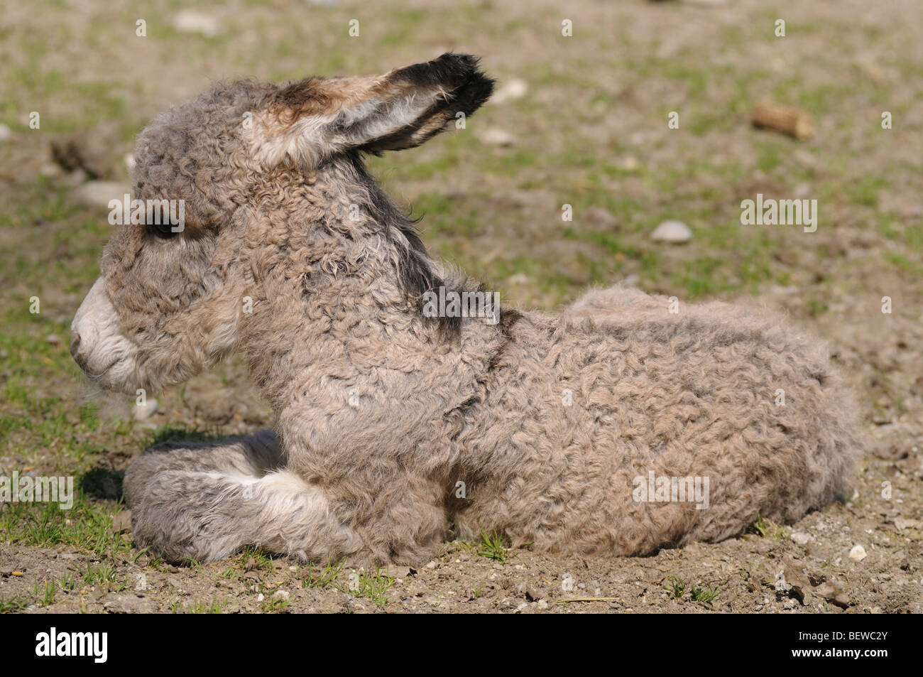Donkey lying down hi-res stock photography and images - Alamy