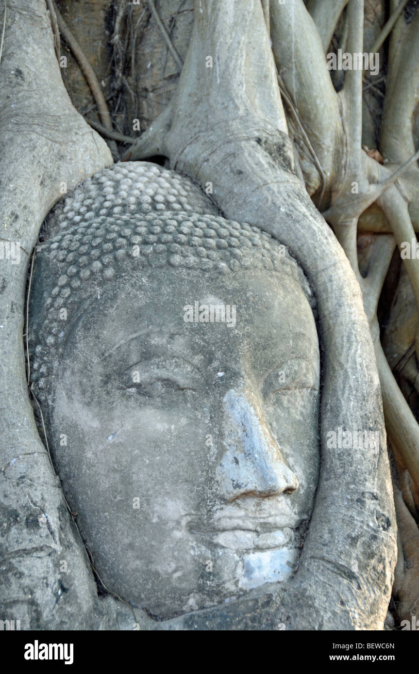 Buddha Pipal Tree High Resolution Stock Photography and Images - Alamy