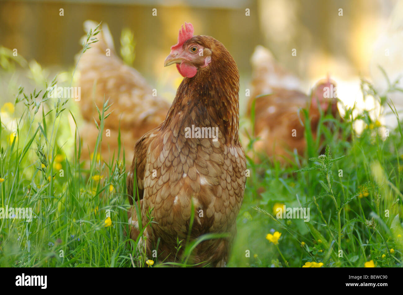 Center chickens hi-res stock photography and images - Alamy