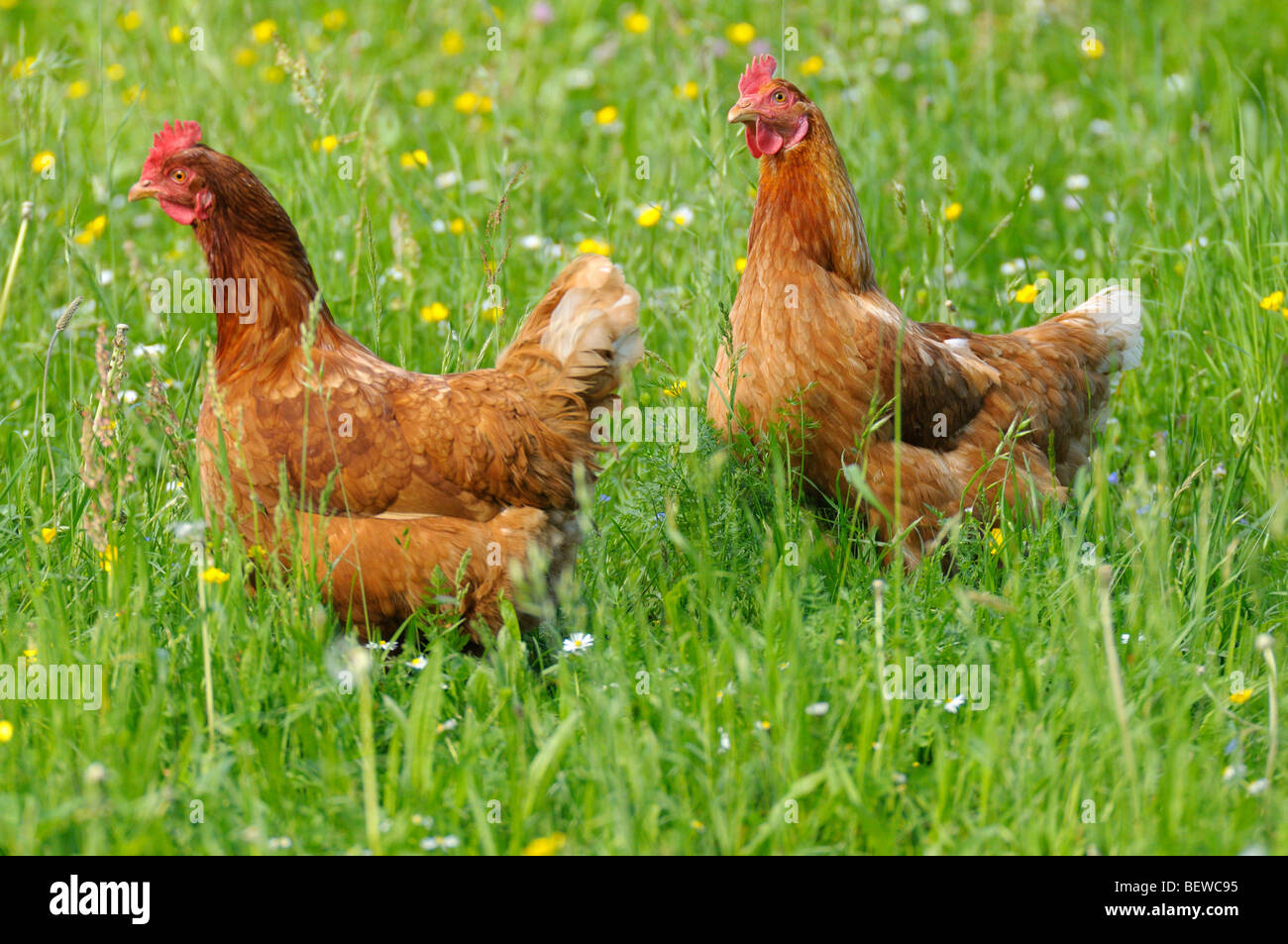 Two chickens in a meadow Stock Photo - Alamy