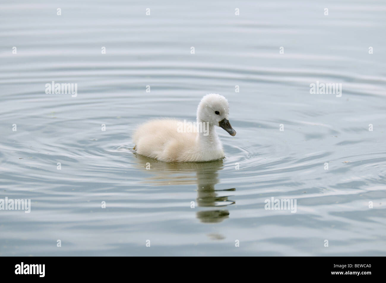 Cygnet hi-res stock photography and images - Alamy