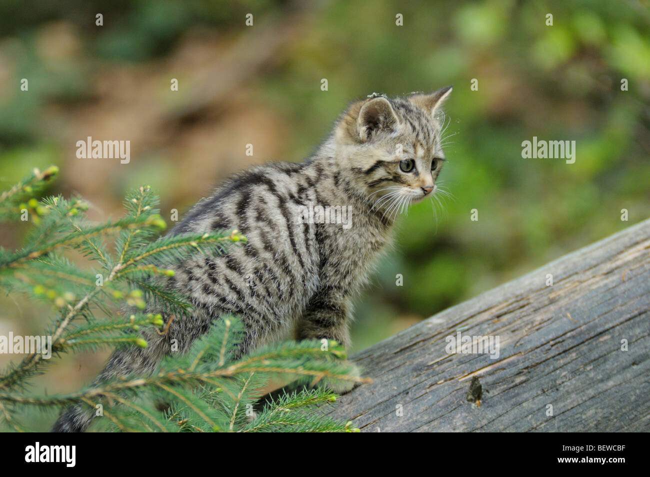 Young wildcat (Felis silvestris) on a tree trunk, Bavarian Forest ...