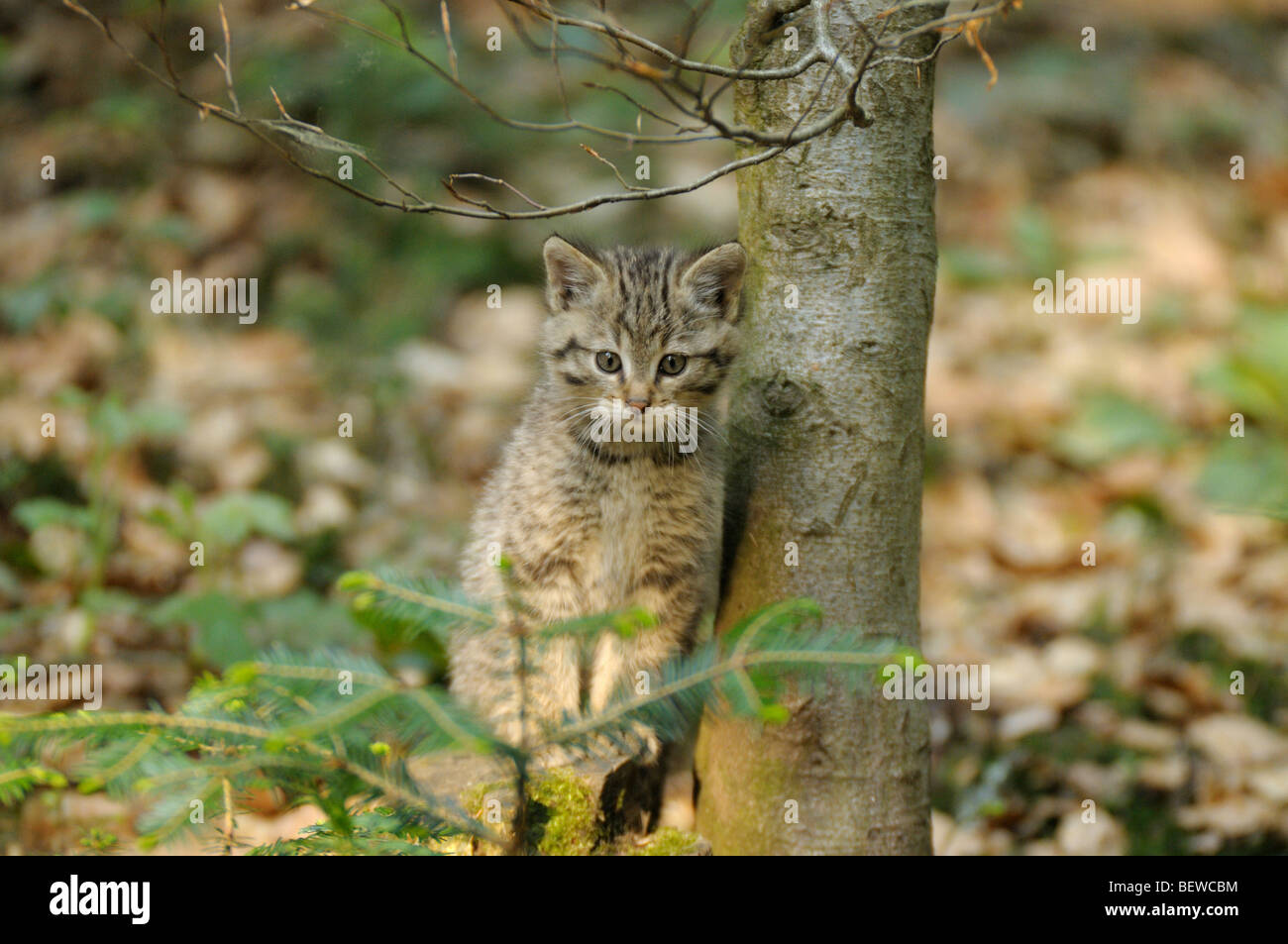 Young wildcat (Felis silvestris) beside a tree trunk, Bavarian Forest ...
