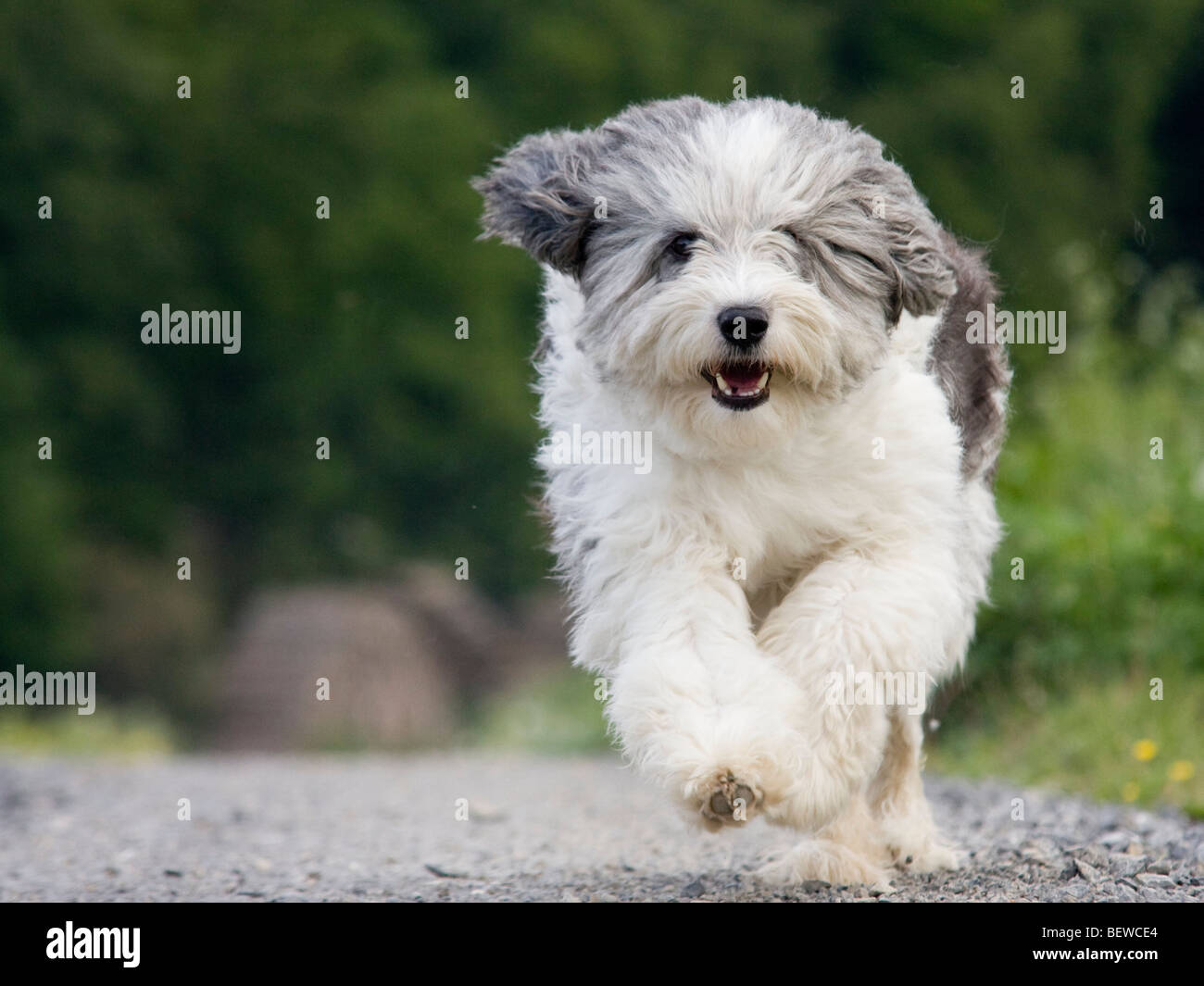 Dog running on path, front view Stock Photo - Alamy