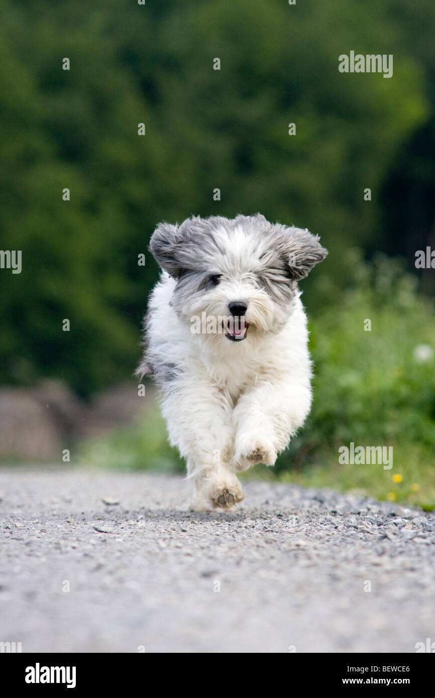Dog running on path, front view Stock Photo - Alamy