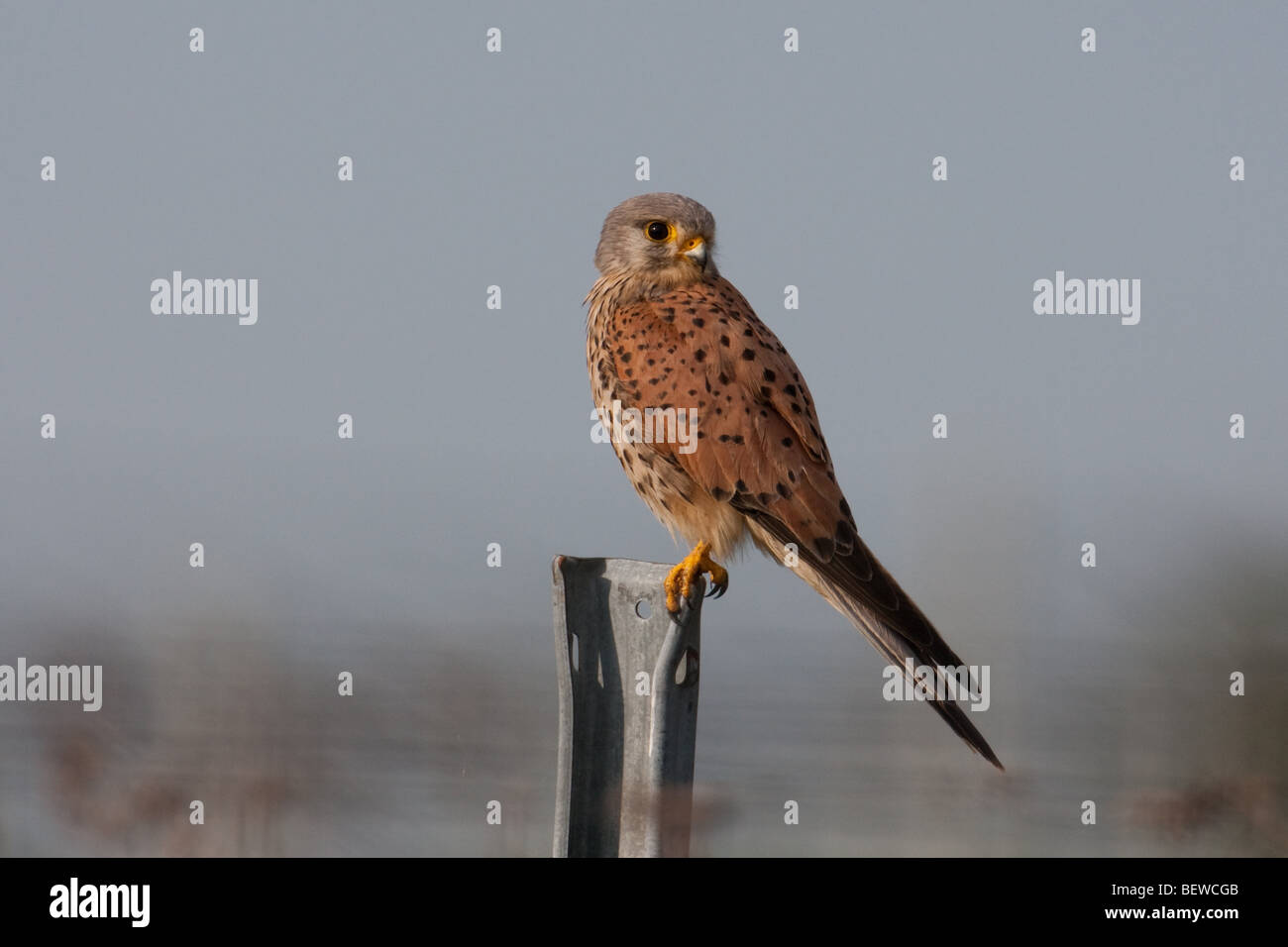 falcon, full shot Stock Photo - Alamy